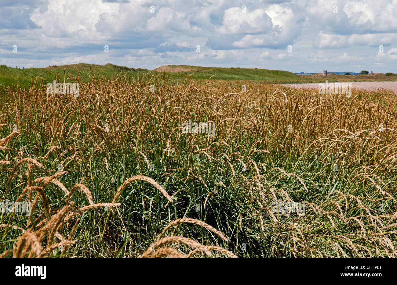 northumberland holy island wild wheat growing near the beach Stock ...