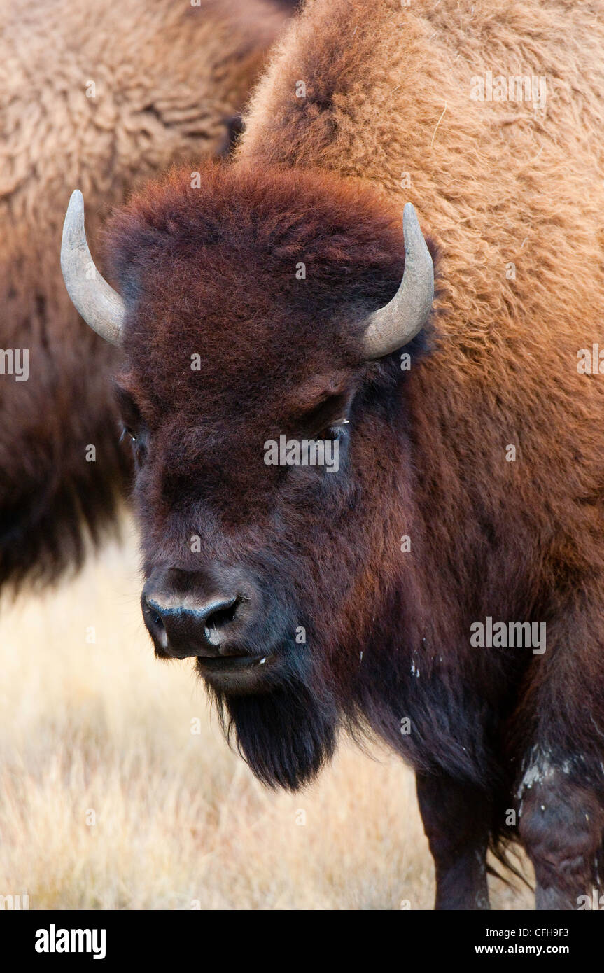 Bison pasture hi-res stock photography and images - Alamy