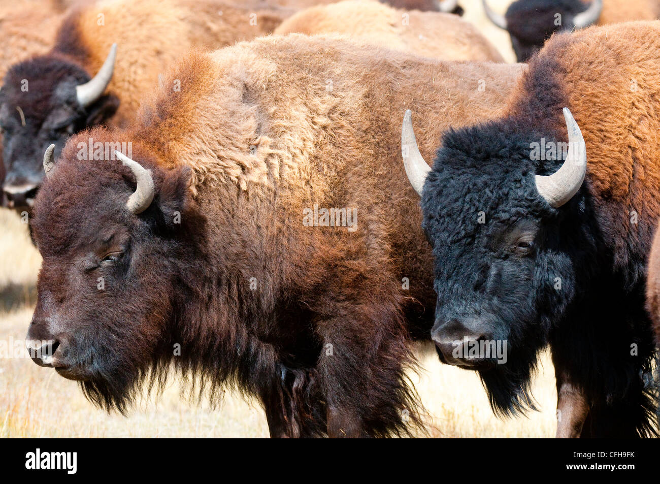 Bison pasture hi-res stock photography and images - Alamy