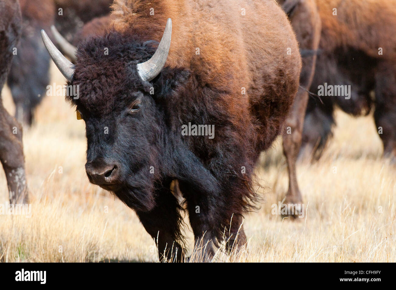 Buffalo field hi-res stock photography and images - Alamy