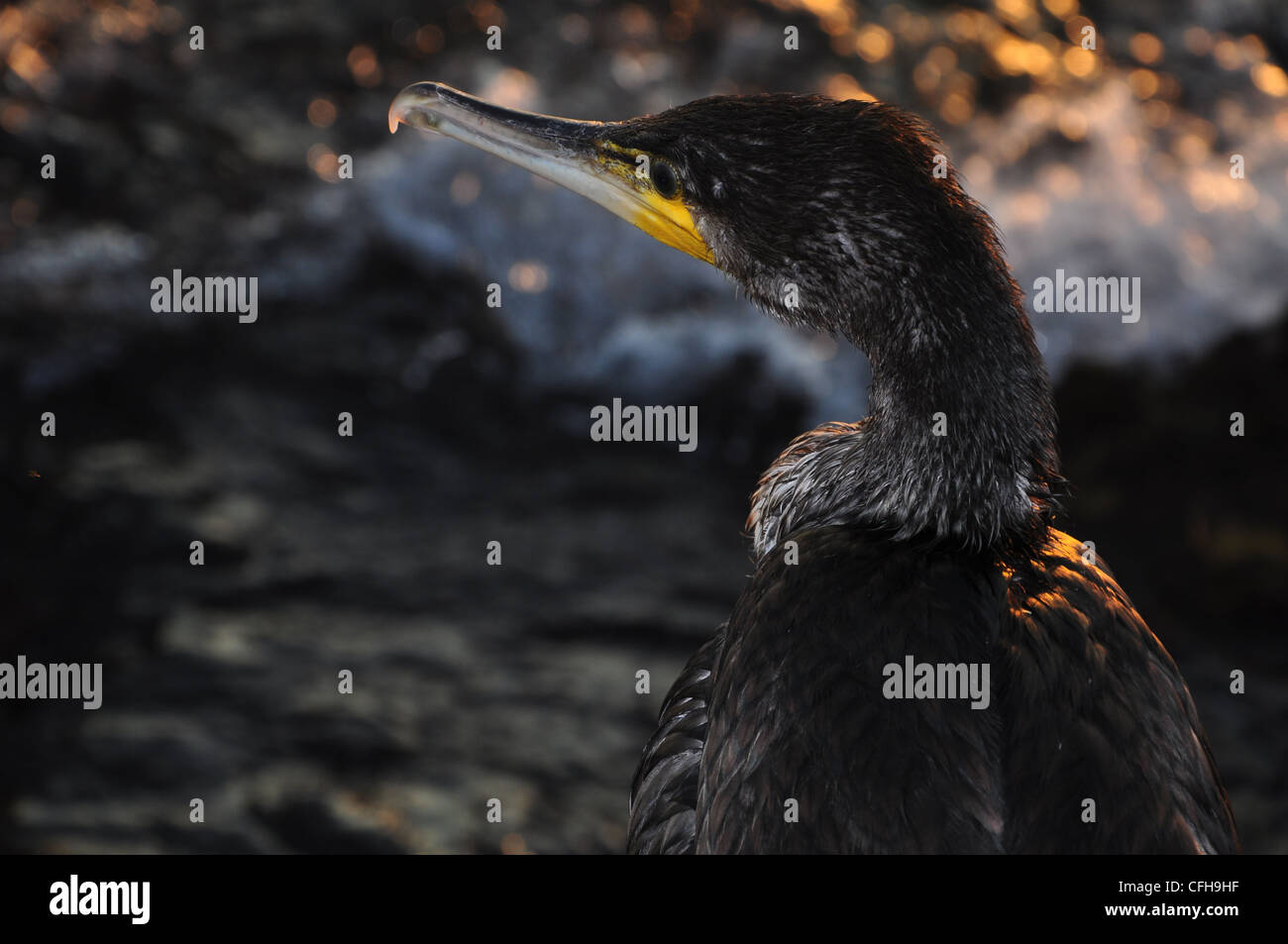 Sad bird hi-res stock photography and images - Alamy