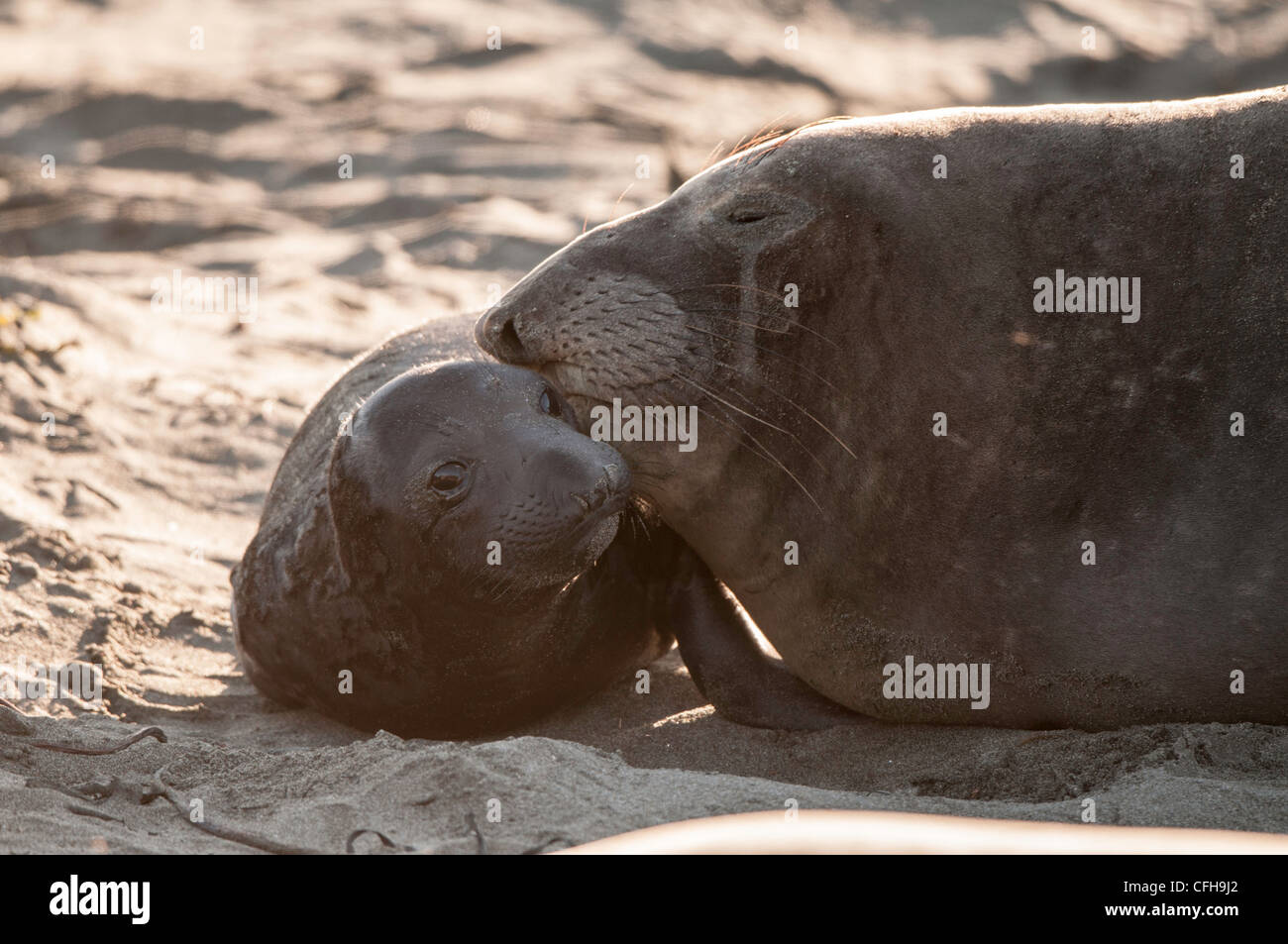 Female sea elephant hi-res stock photography and images - Alamy