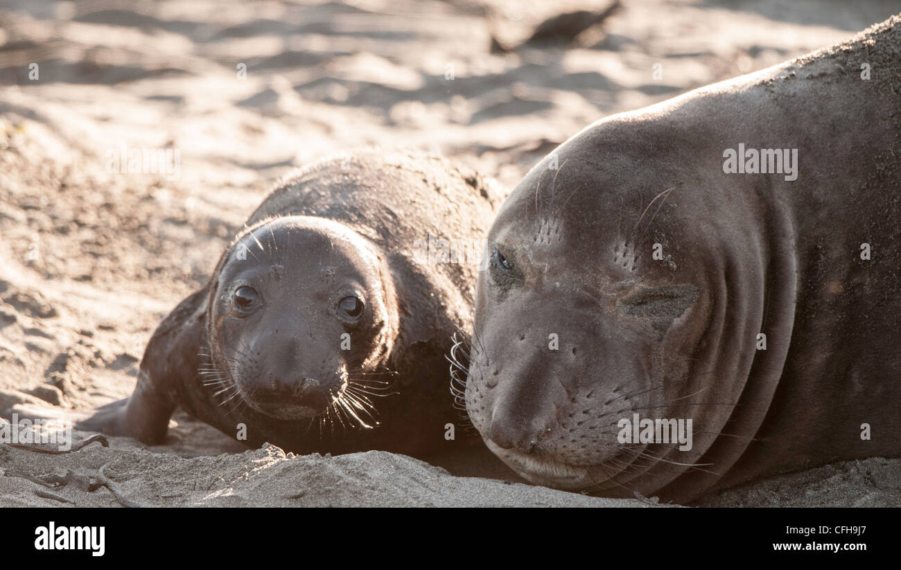 Elephant seal pup hi-res stock photography and images - Alamy
