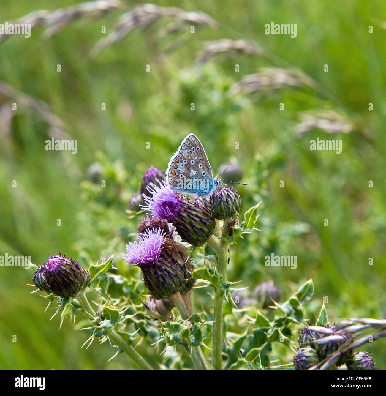 northumberland holy island common blue butterfly on thistles Stock ...