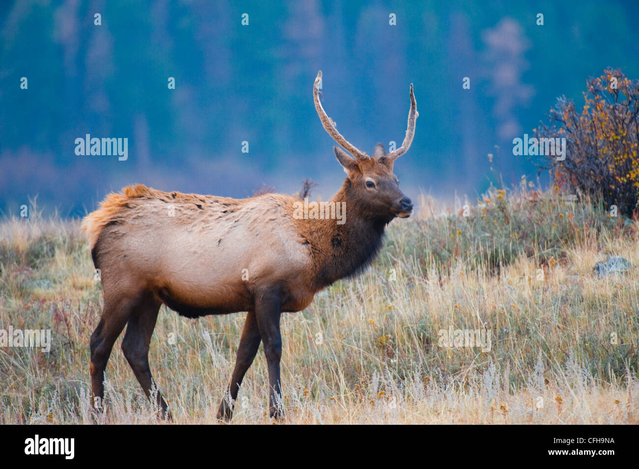 Colorado elk hi-res stock photography and images - Alamy