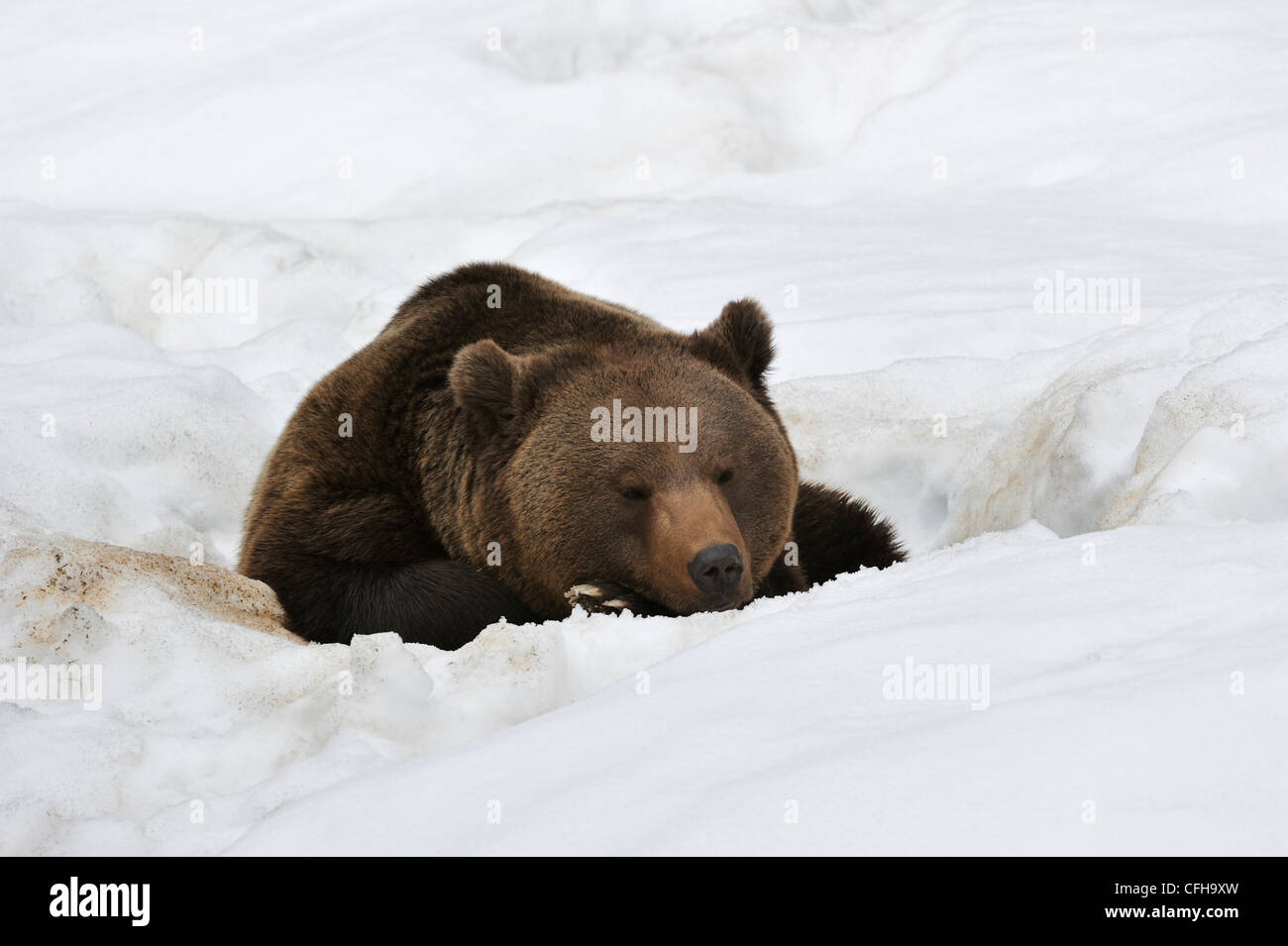 Brown bear sleeping hi-res stock photography and images - Alamy