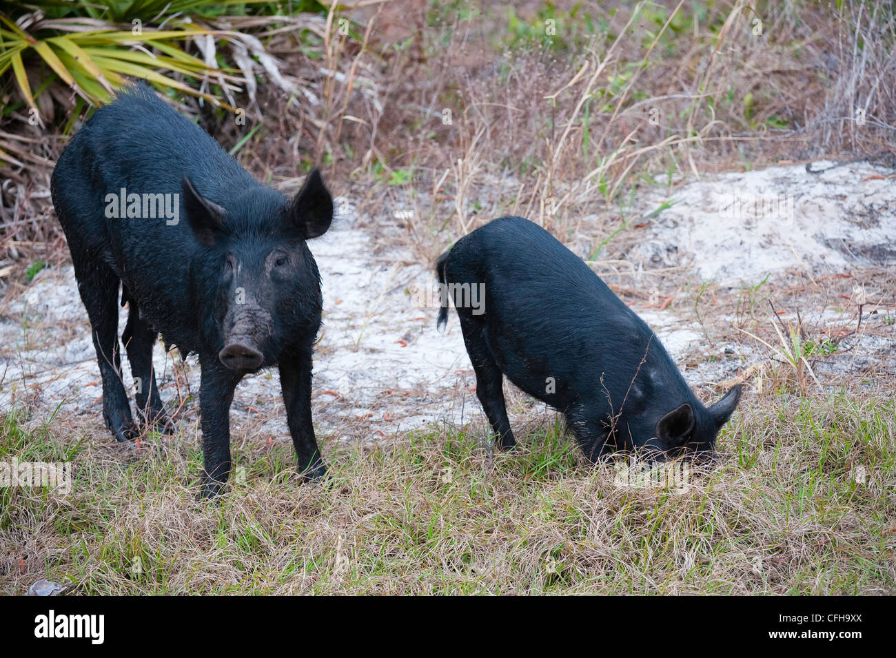 Florida wild pig hi-res stock photography and images - Alamy