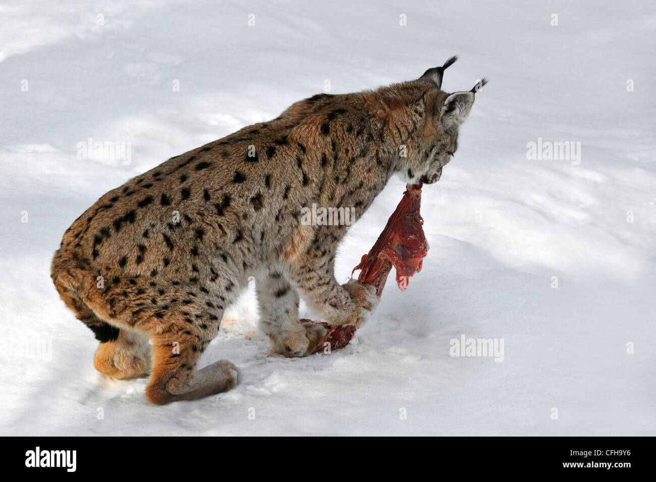 Eurasian lynx (Lynx lynx) tearing up meat to eat in the snow in winter ...
