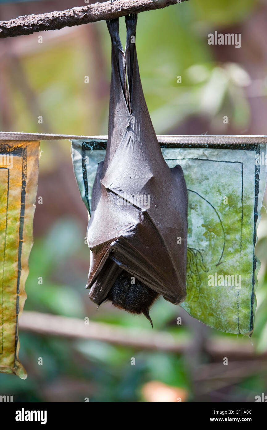 Vampire rodent hi-res stock photography and images - Alamy