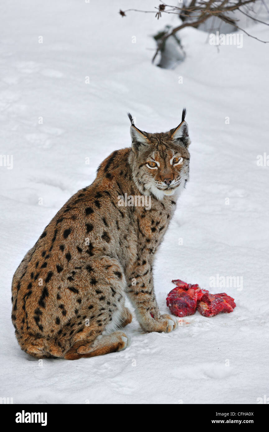Eurasian lynx (Lynx lynx) eating meat in the snow in winter, Bavarian ...