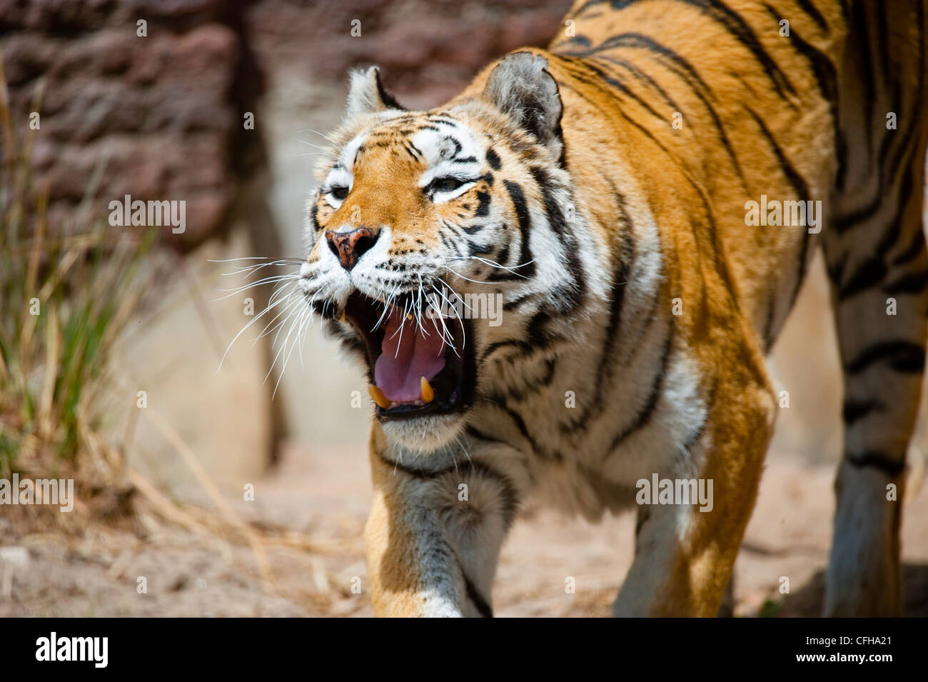 Orange tiger stripe cat hi-res stock photography and images - Alamy
