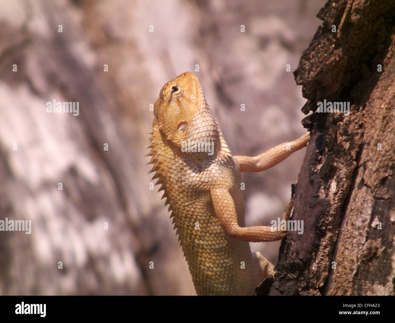 Oriental Garden Lizard, Eastern Garden Lizard or Changeable Lizard ...