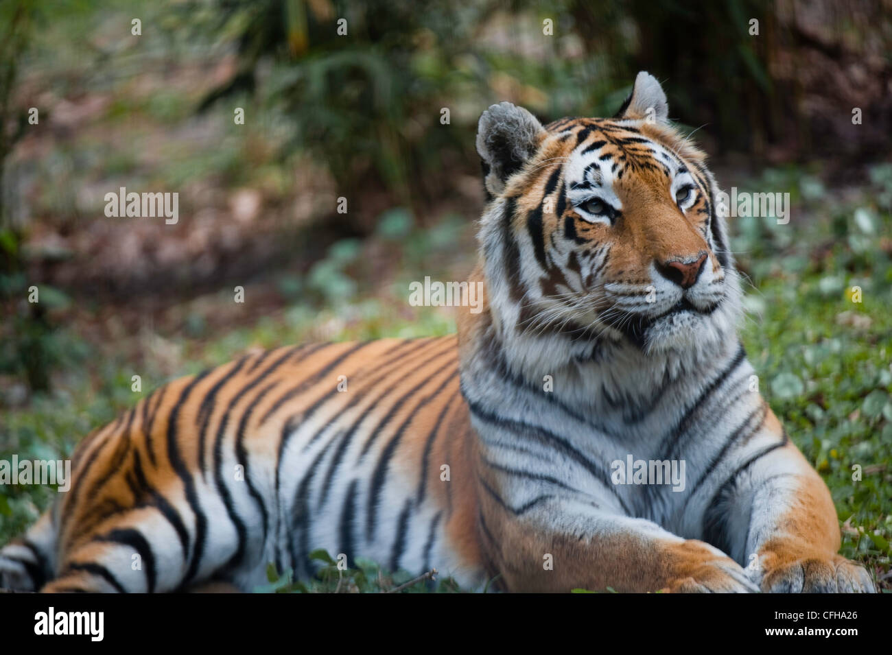 Orange tiger stripe cat hi-res stock photography and images - Alamy