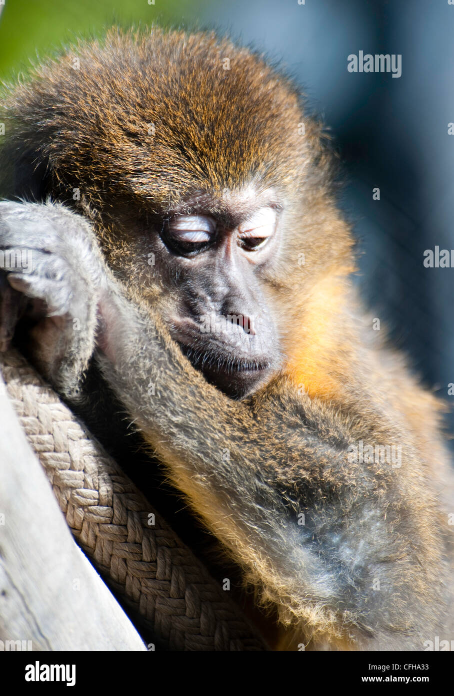 monkey in zoo Stock Photo - Alamy