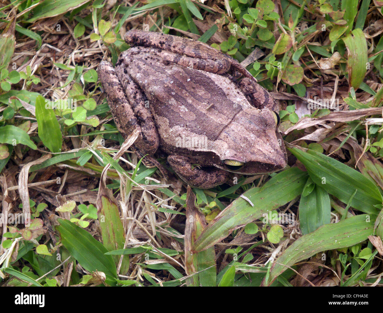 Large frog on the ground. Resting near the beach area of Khuk Khak ...