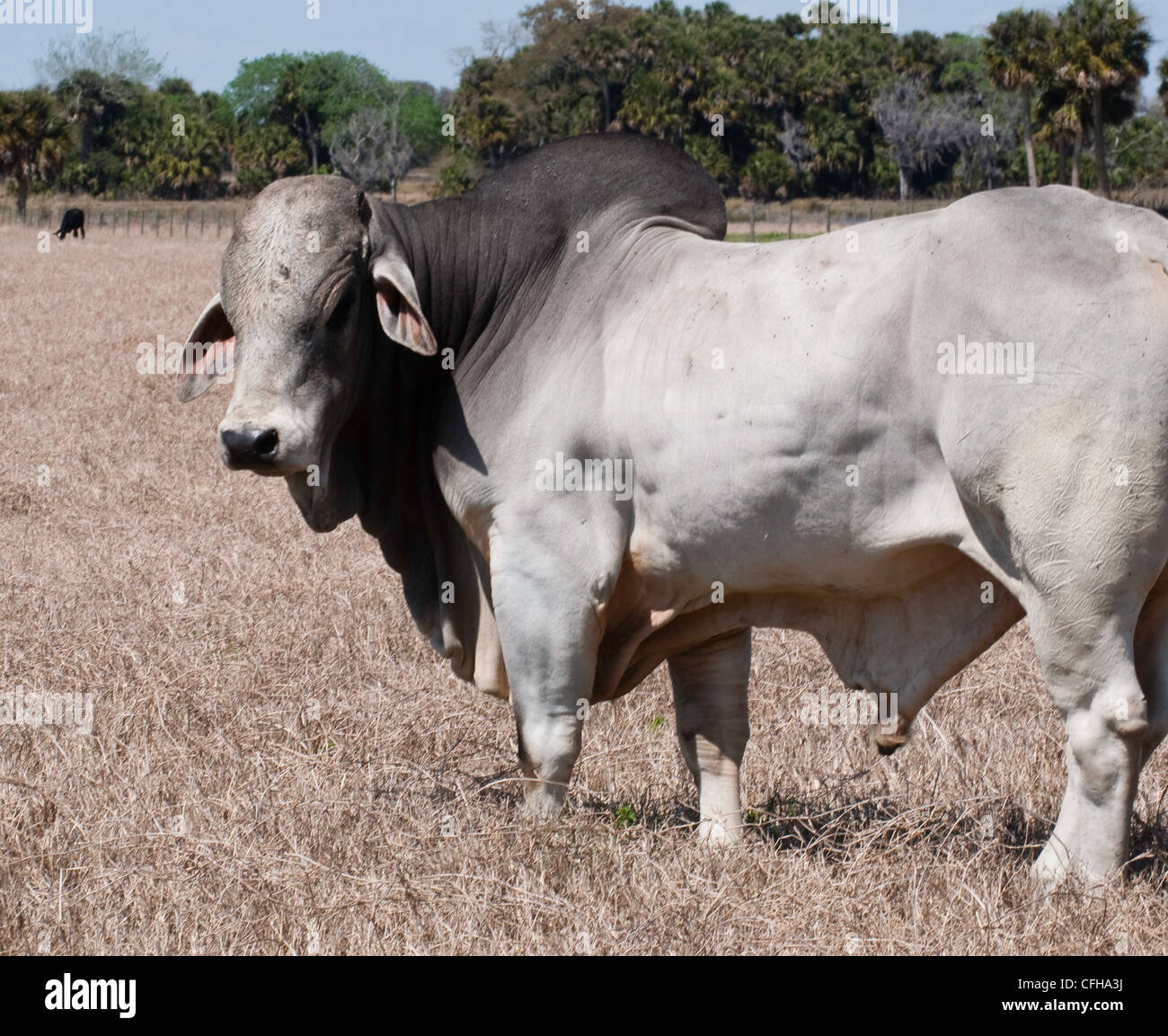 Brama brama hi-res stock photography and images - Alamy