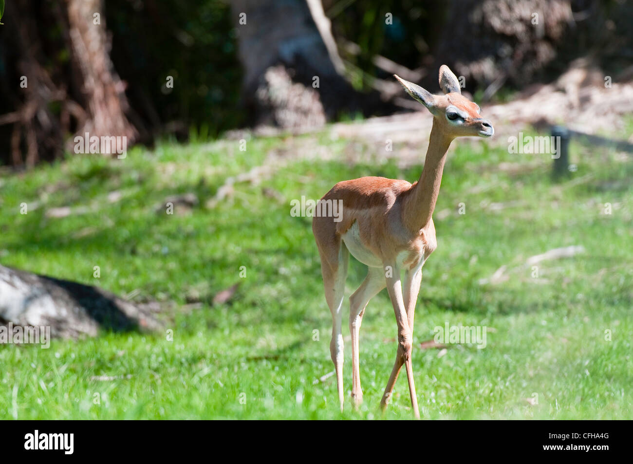 Antelope standing hi-res stock photography and images - Alamy