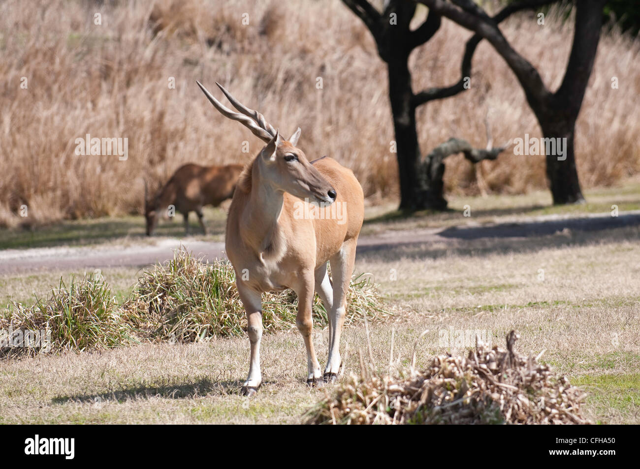 Kudu africa hi-res stock photography and images - Alamy