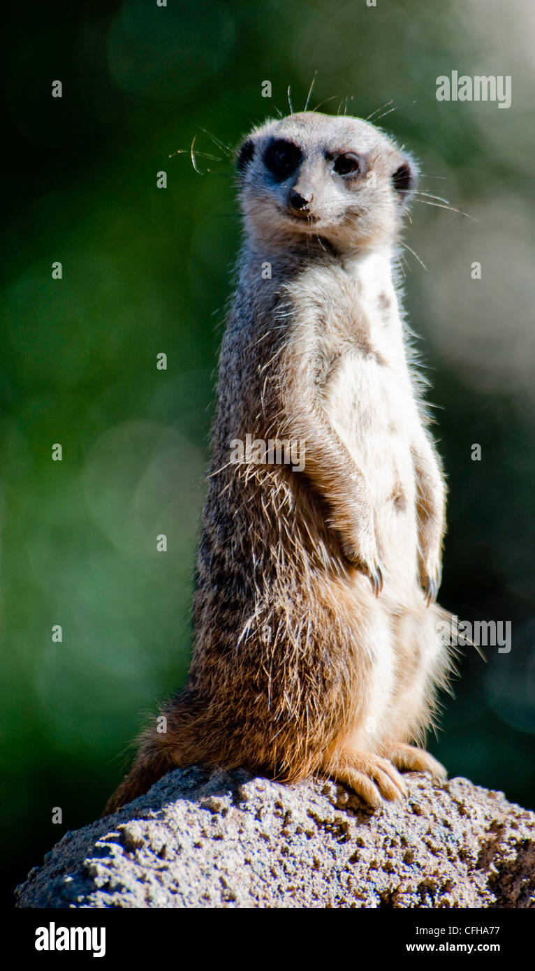 meerkat standing guard Stock Photo - Alamy