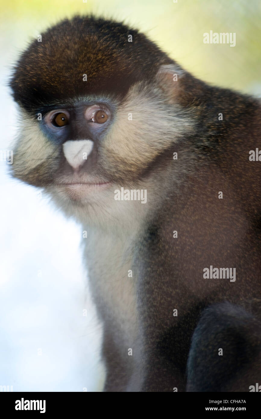 Guenon hi-res stock photography and images - Alamy