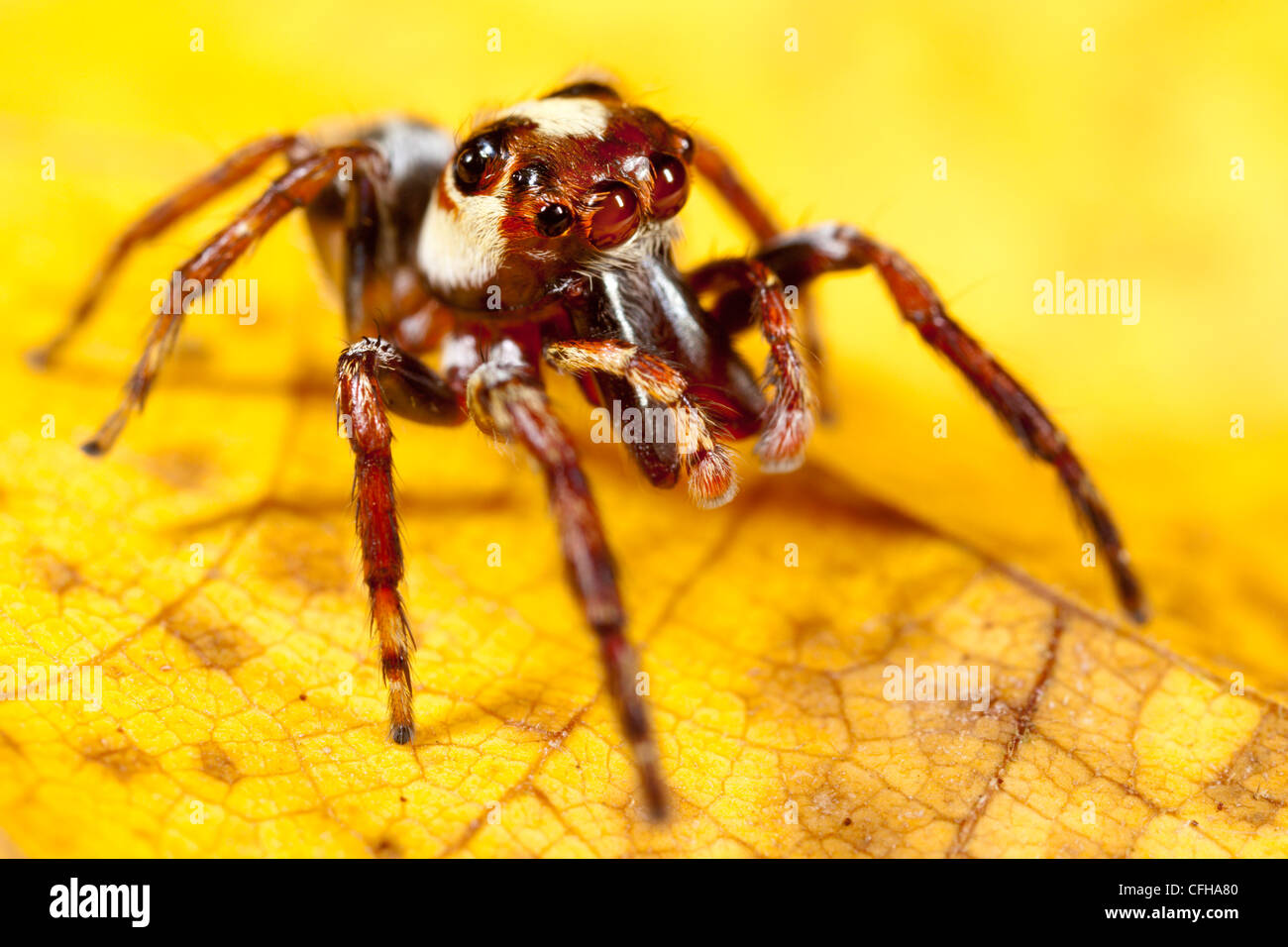 Scary spider hi-res stock photography and images - Alamy