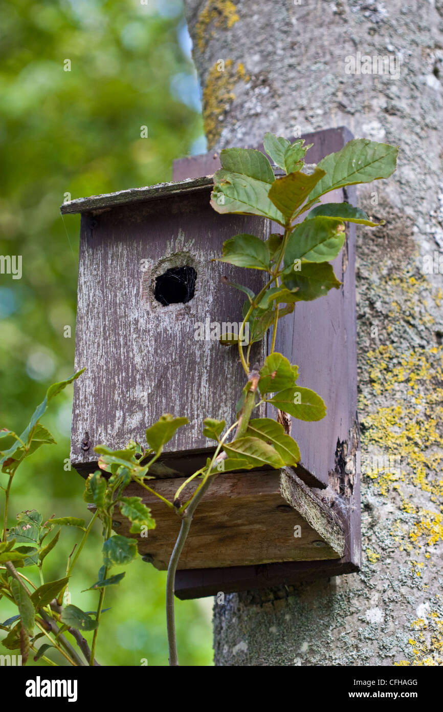 Bird nest boxes hi-res stock photography and images - Alamy