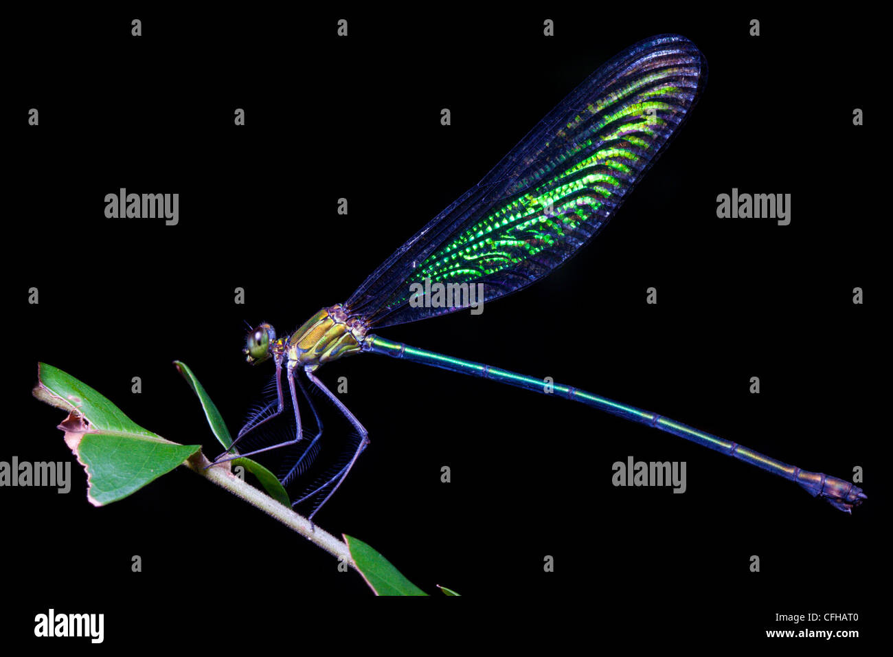 Resting on vegetation hi-res stock photography and images - Alamy