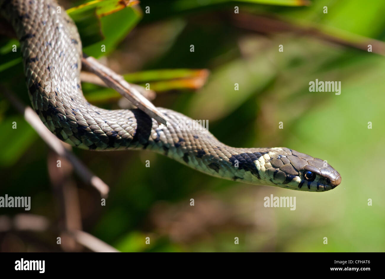 Snakes of the fauna of europe hi-res stock photography and images - Alamy