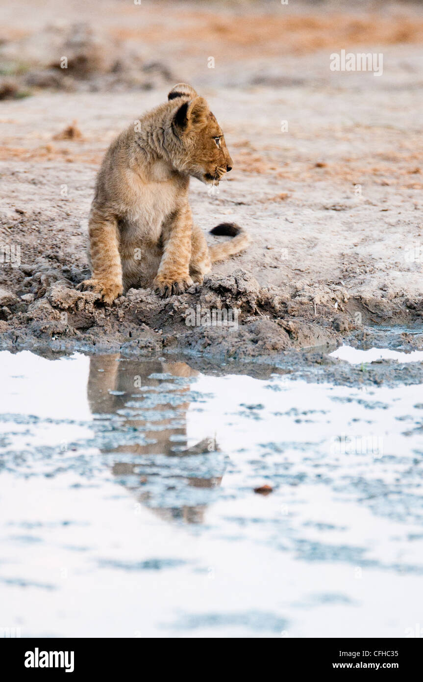Reflection of lion in water hi-res stock photography and images - Alamy