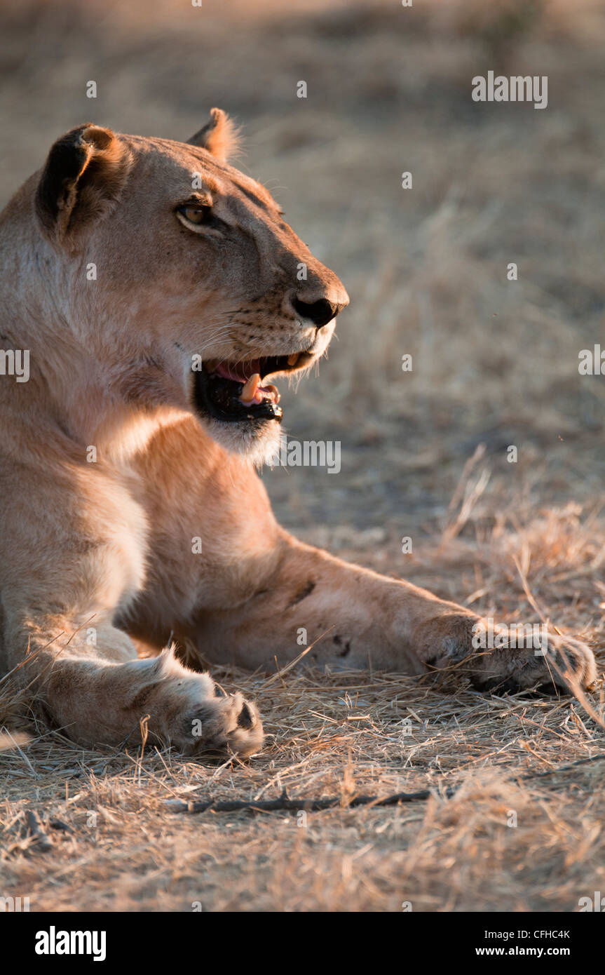 Lioness called Holly resting in the grass Stock Photo - Alamy