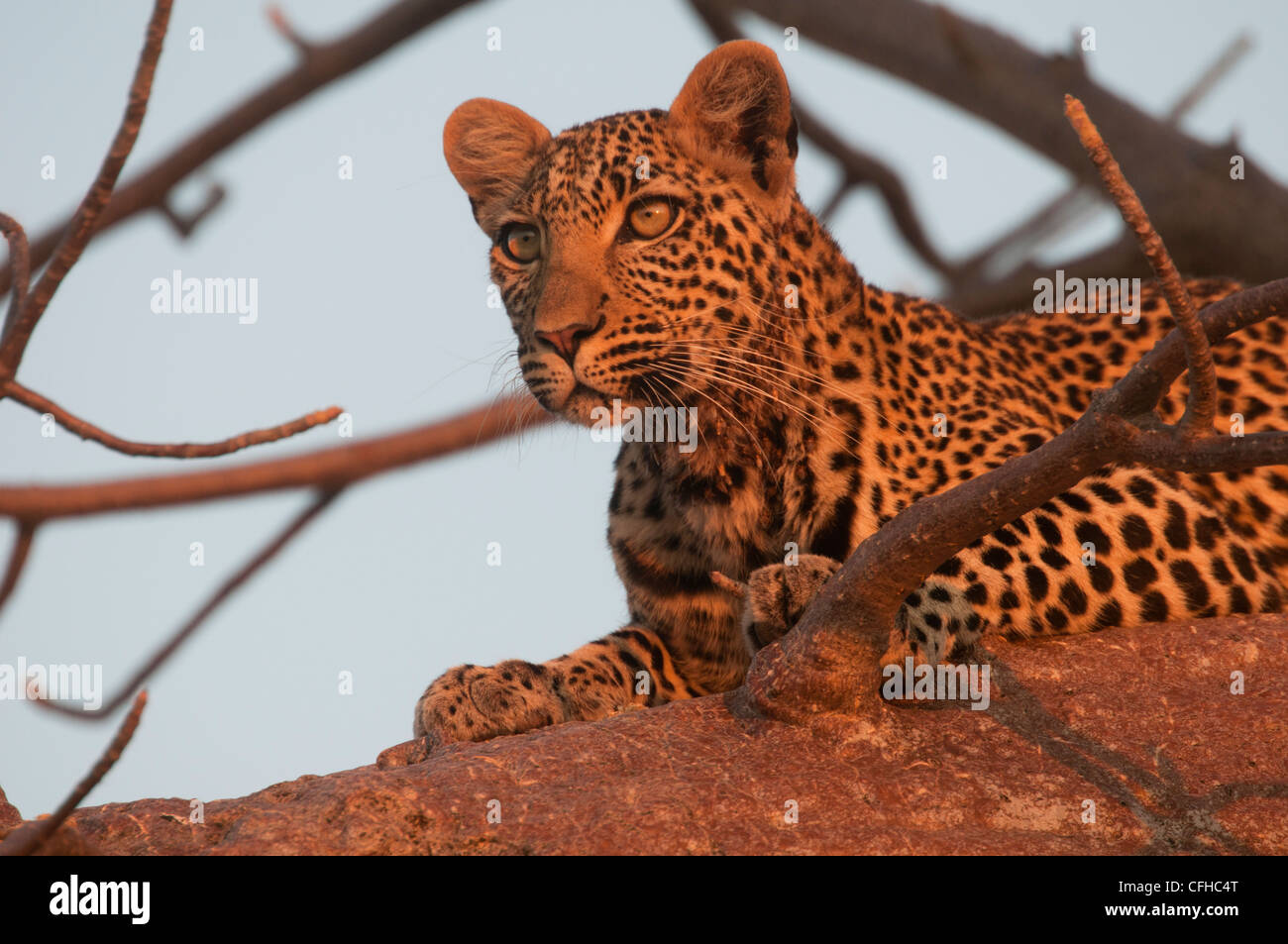 Baobab sunset hi-res stock photography and images - Alamy
