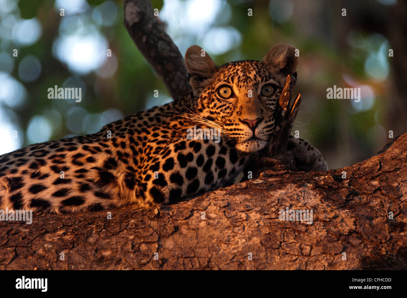 Leopard resting in the last rays of the sun Stock Photo - Alamy