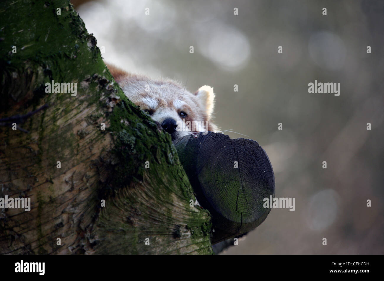 Red Panda (Ailurus fulgens) peeking out from behind tree Stock Photo ...