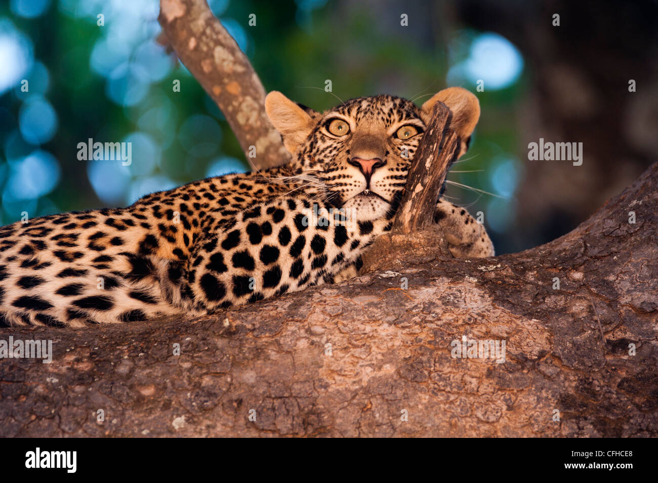 Lepard resting after sunset Stock Photo - Alamy