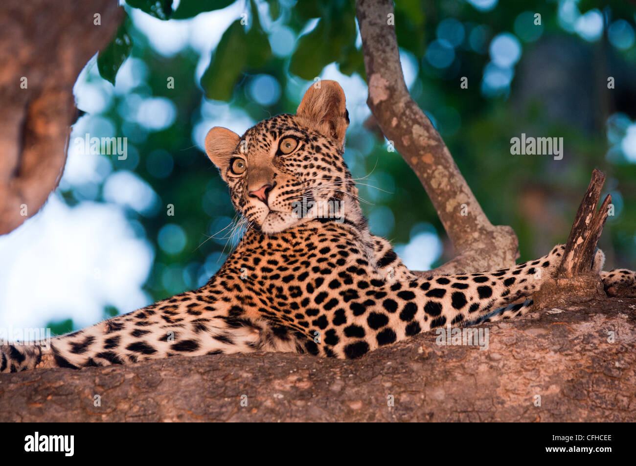 Leopard after sunset Stock Photo - Alamy
