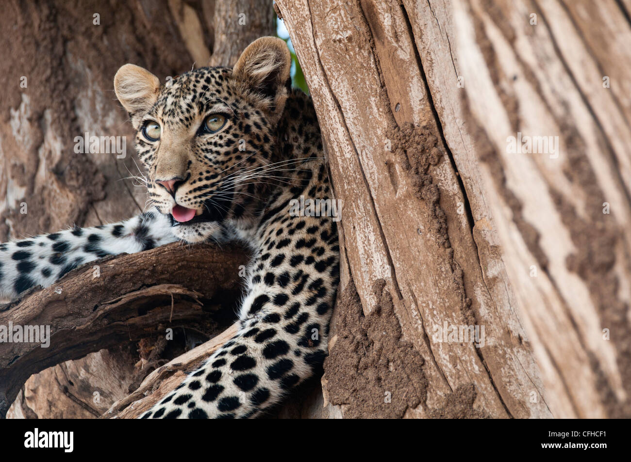 Leopard in a tree hi-res stock photography and images - Alamy