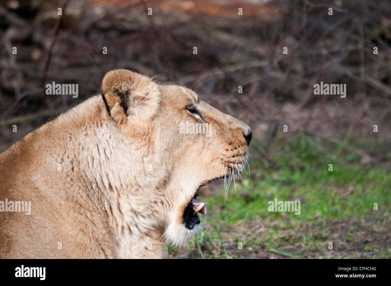 Lion at Chester Zoo Stock Photo - Alamy