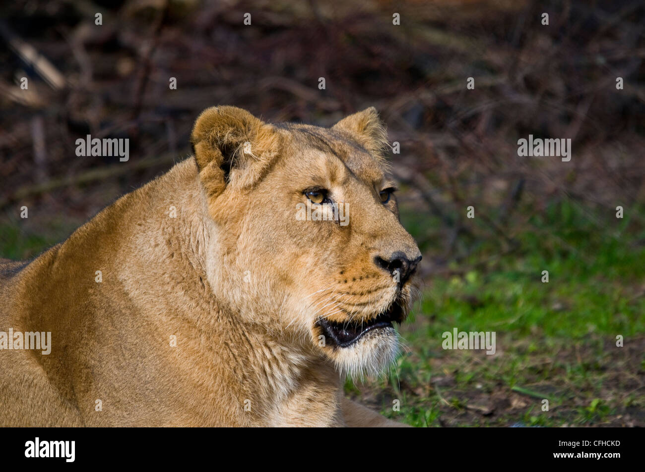 Lion at Chester Zoo Stock Photo - Alamy
