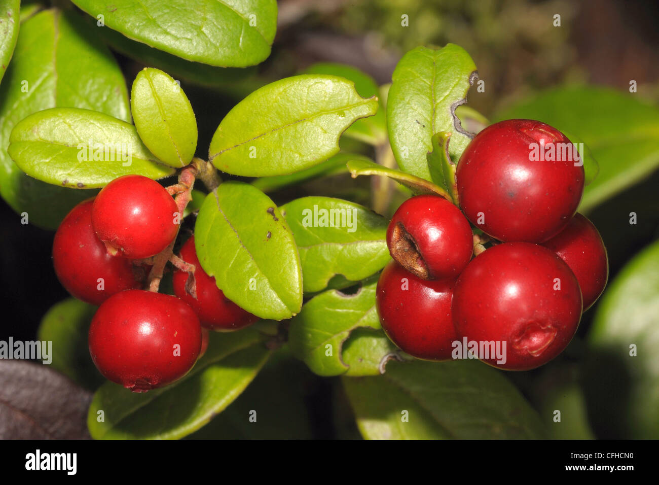 Cowberries growing in European forest, early September Stock Photo - Alamy
