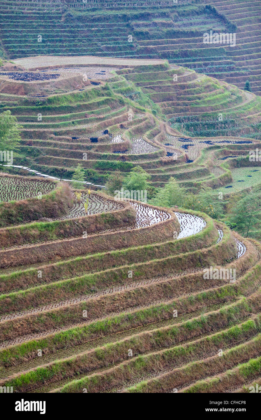 Longji (Dragon's Backbone) Terraced Rice Fields, Longsheng, China Stock ...