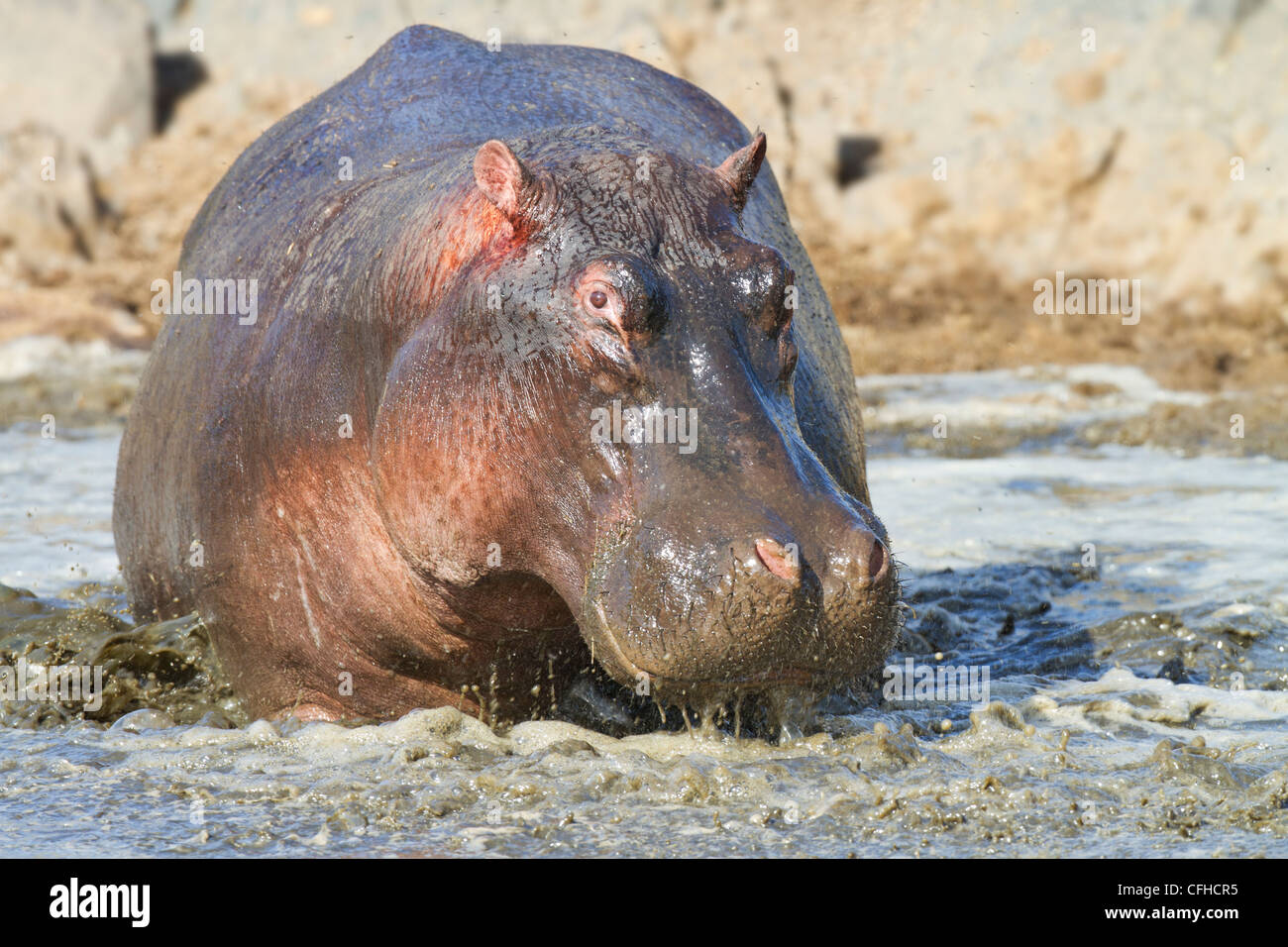 Hippo returning to the water Stock Photo - Alamy