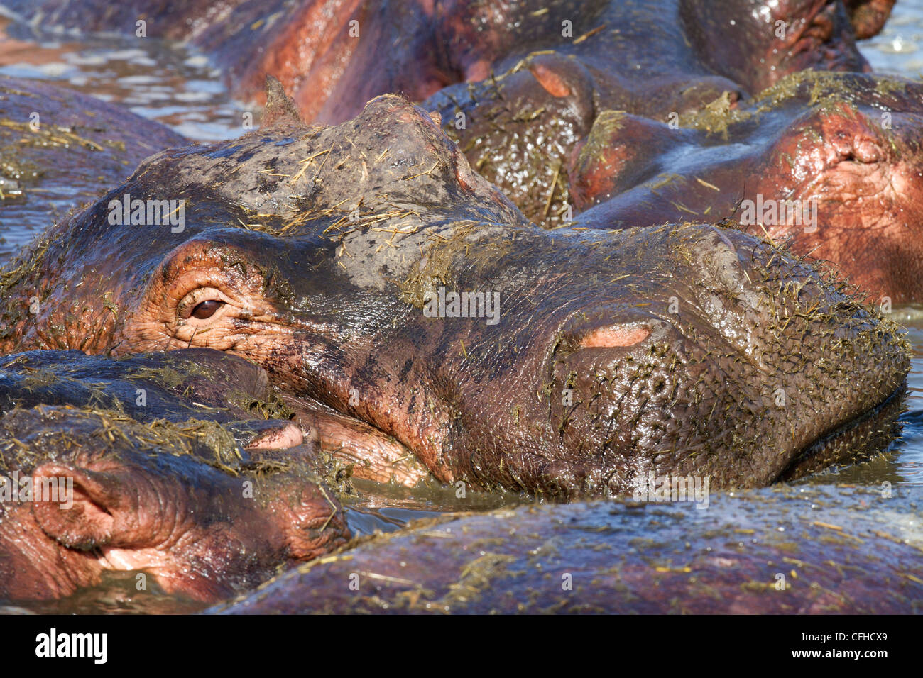 Hippo mud hi-res stock photography and images - Alamy