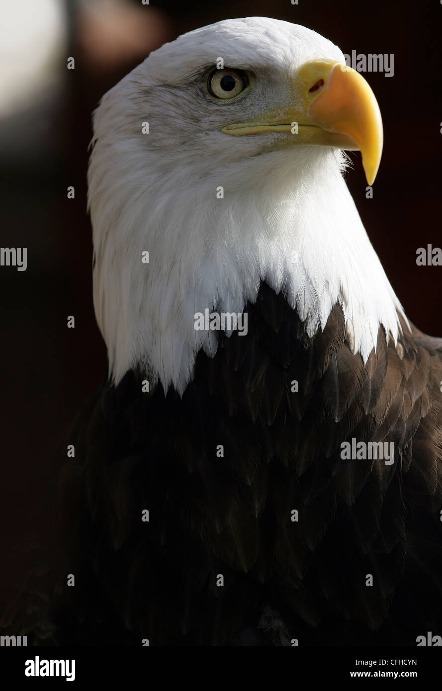 Portrait of a male Bald Eagle (Haliaeetus leucocephalus Stock Photo - Alamy