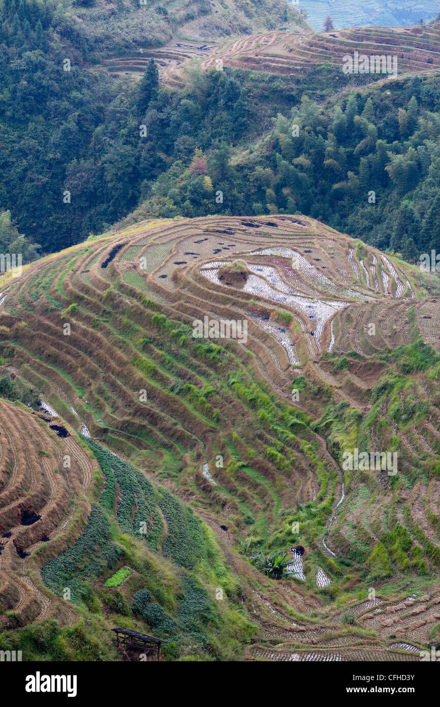 Longji (Dragon's Backbone) Terraced Rice Fields, Longsheng, China Stock ...