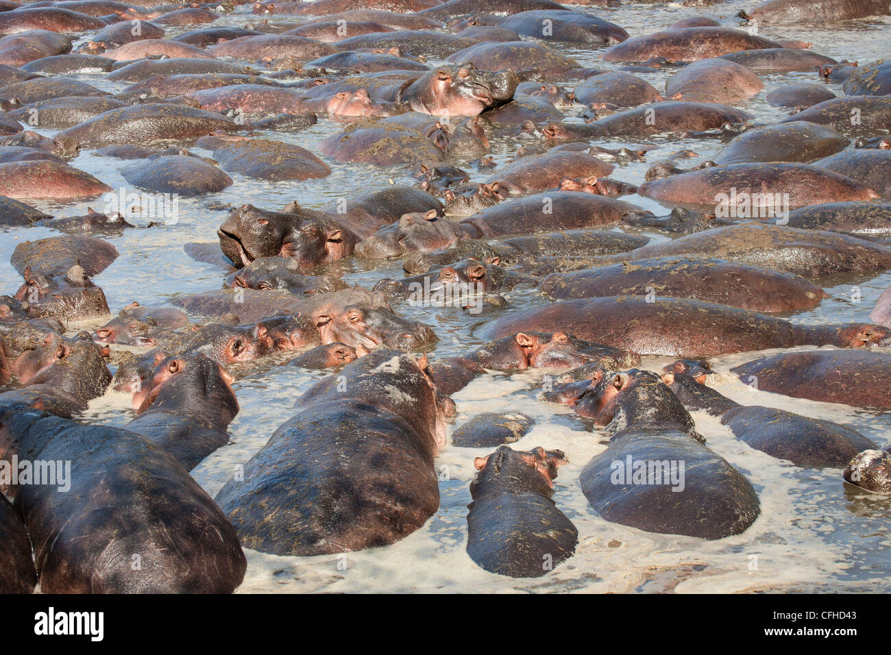 Large mass of hippos in stagnant pool in Serengeti Stock Photo - Alamy
