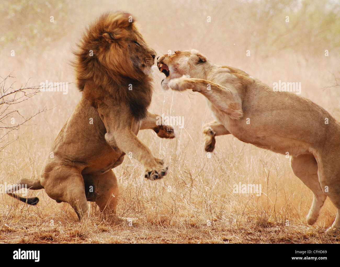 Lions Fighting Stock Photos & Lions Fighting Stock Images - Alamy