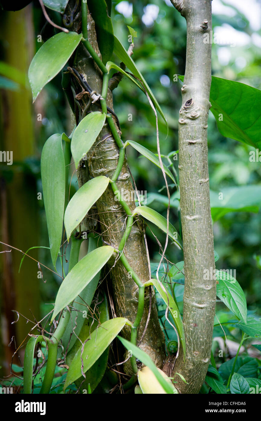 Vanilla plant growing hi-res stock photography and images - Alamy