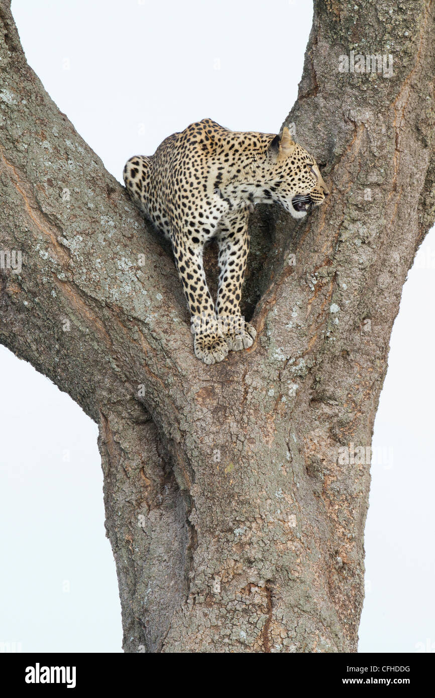 African leopard tree hi-res stock photography and images - Alamy