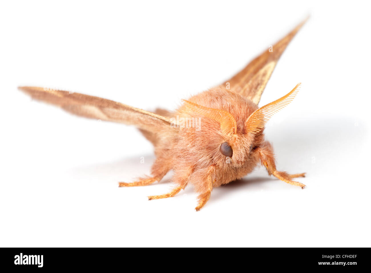 The lackey moth Cut Out Stock Images & Pictures - Alamy