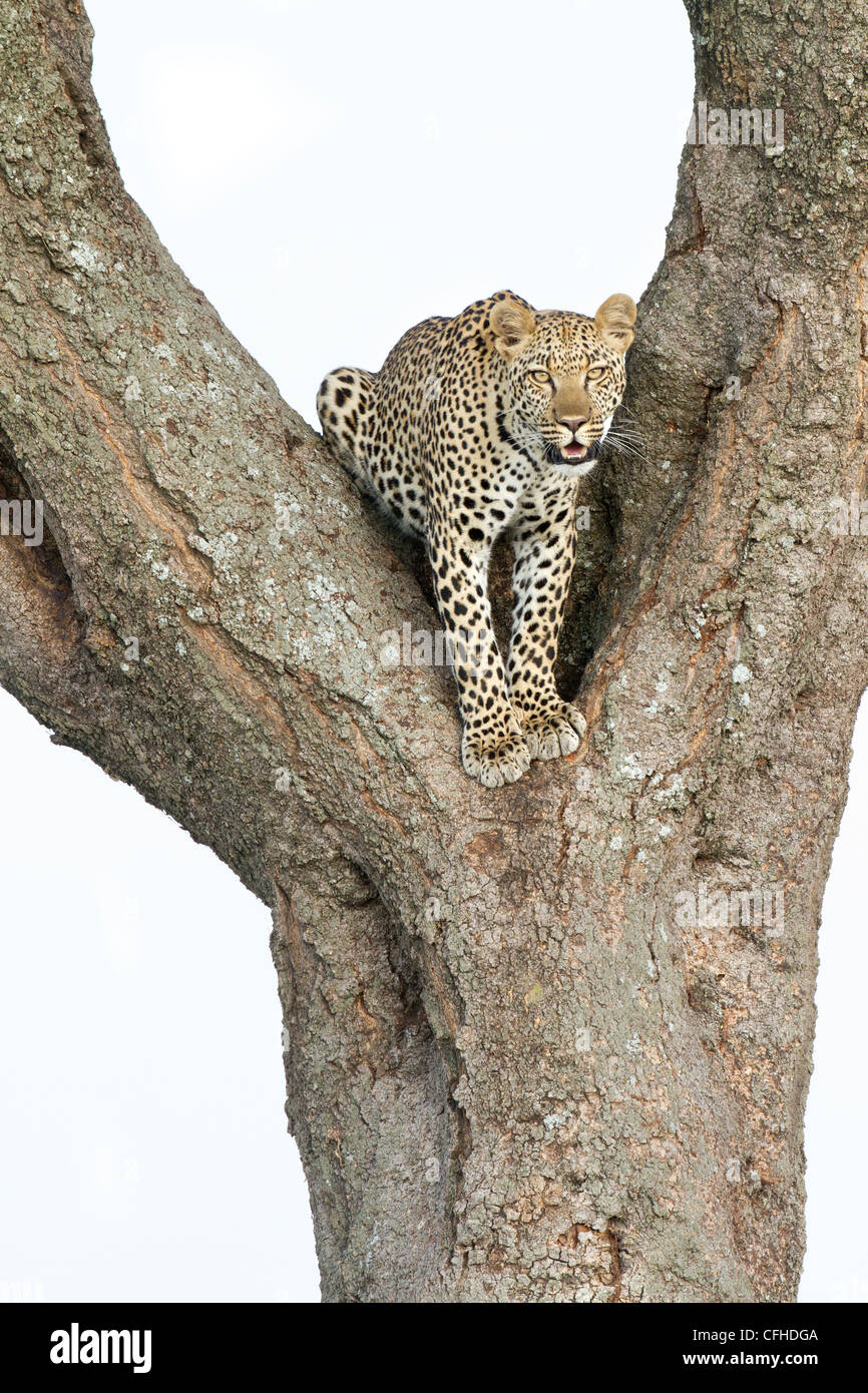 Leopard sitting in a tree in Tanzania Stock Photo - Alamy